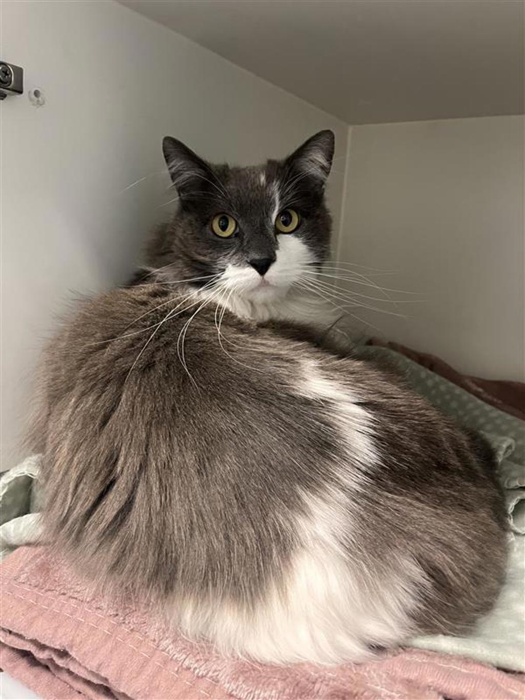 Lancelot - Male Domestic Longhair Mix Cat in VIC - PetRescue
