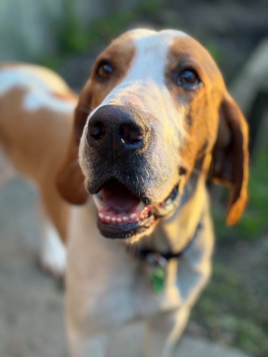 Beagle Rescue Victoria Inc - PetRescue