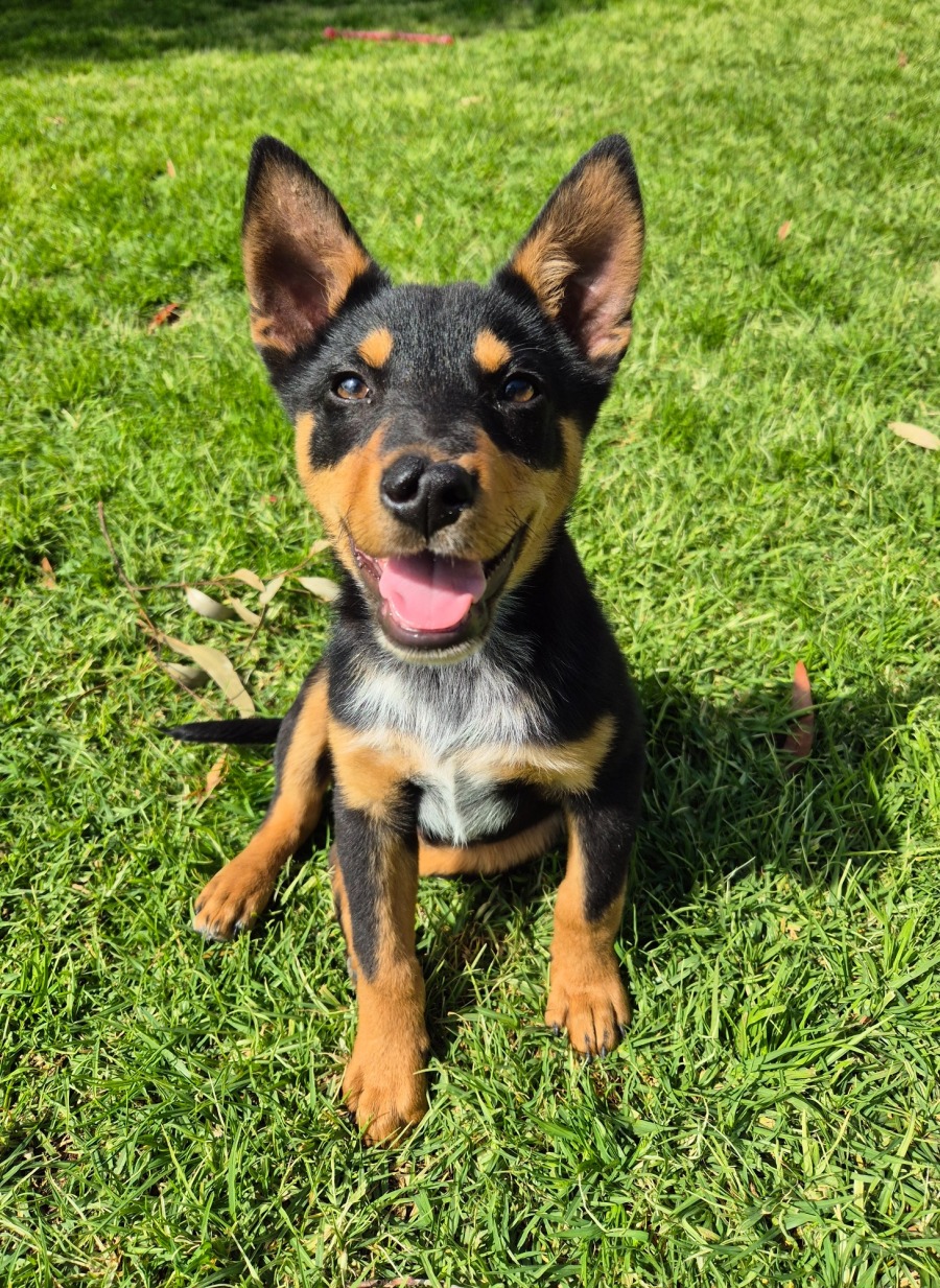 Dean - Medium Male Australian Kelpie Dog in VIC - PetRescue
