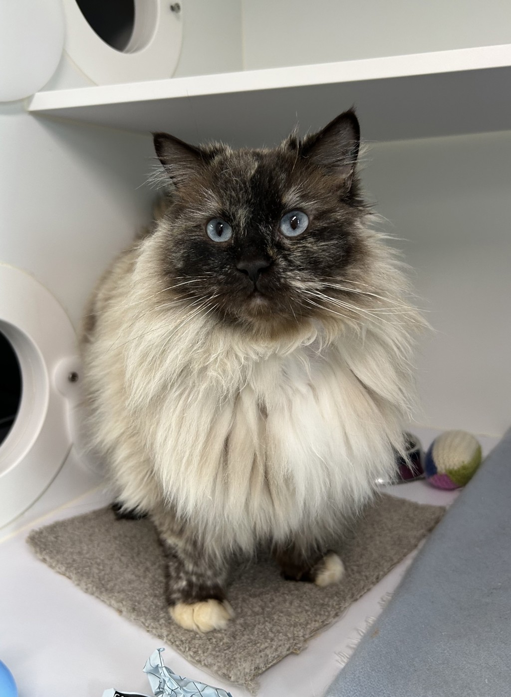 Nebula - Female Ragdoll Mix Cat in VIC - PetRescue