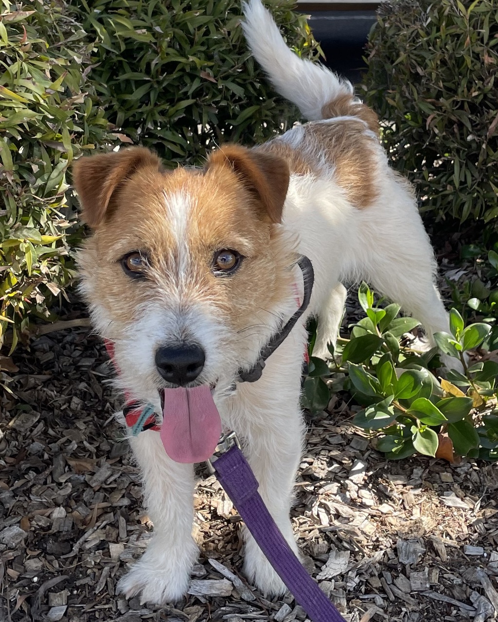 Percy - Small Male Wirehaired Jack Russell Terrier Mix Dog in QLD ...