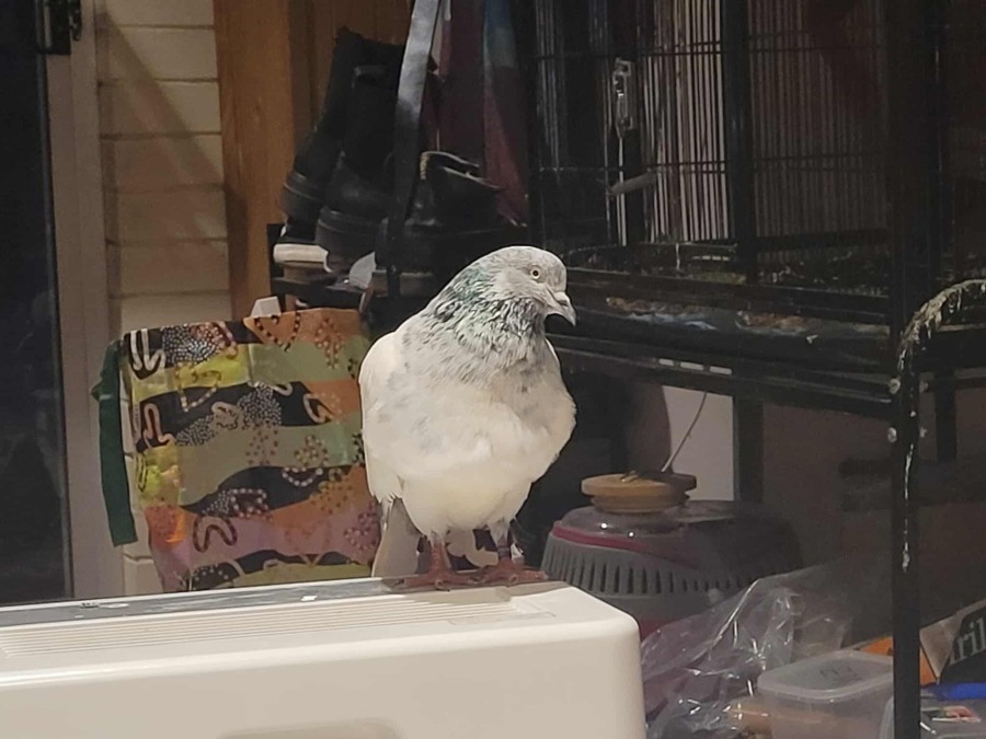 Flat White & Shart - Male Bird in VIC - PetRescue