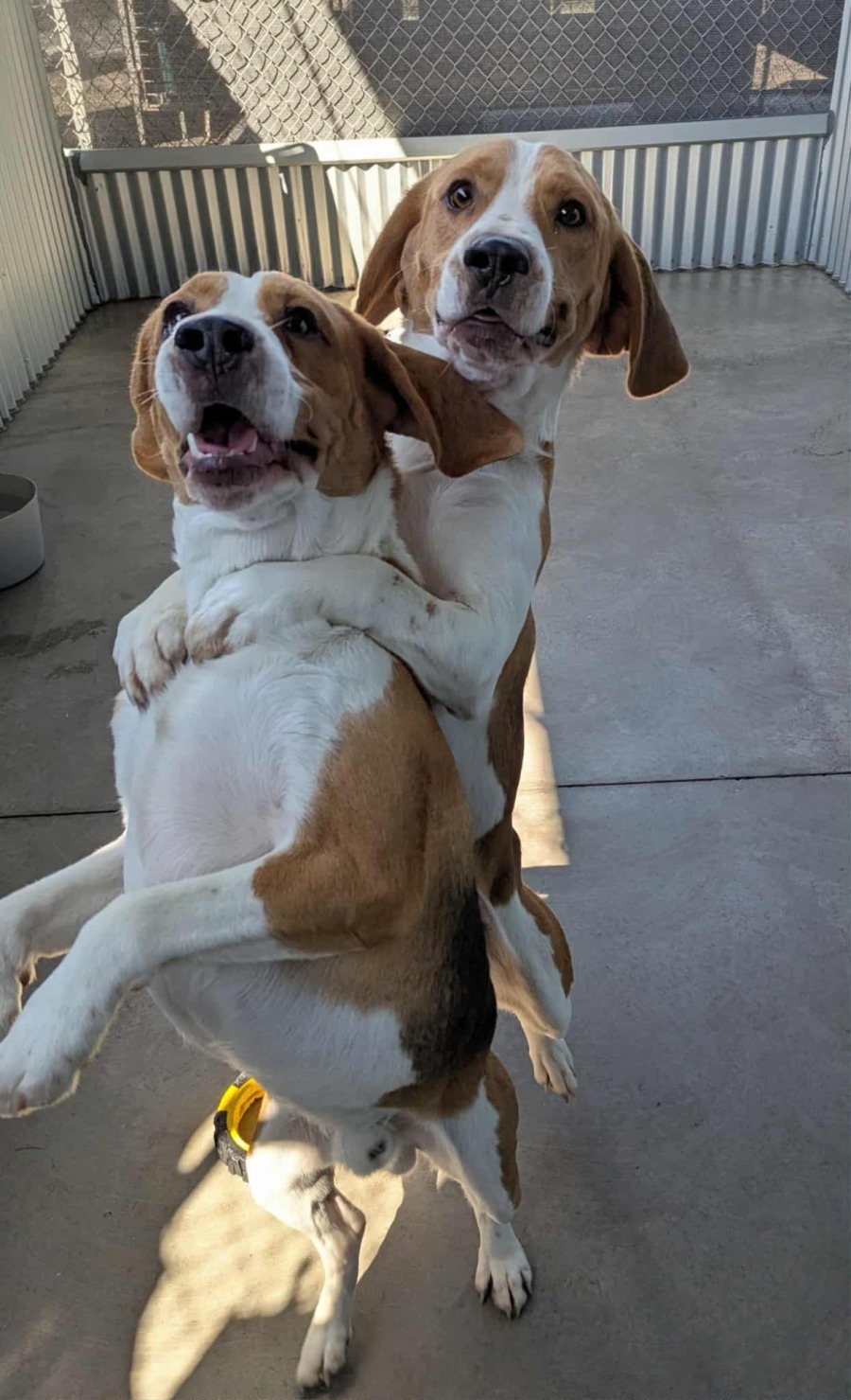 Bailey & Bugle - Medium Male Beagle Mix Dog in NSW - PetRescue