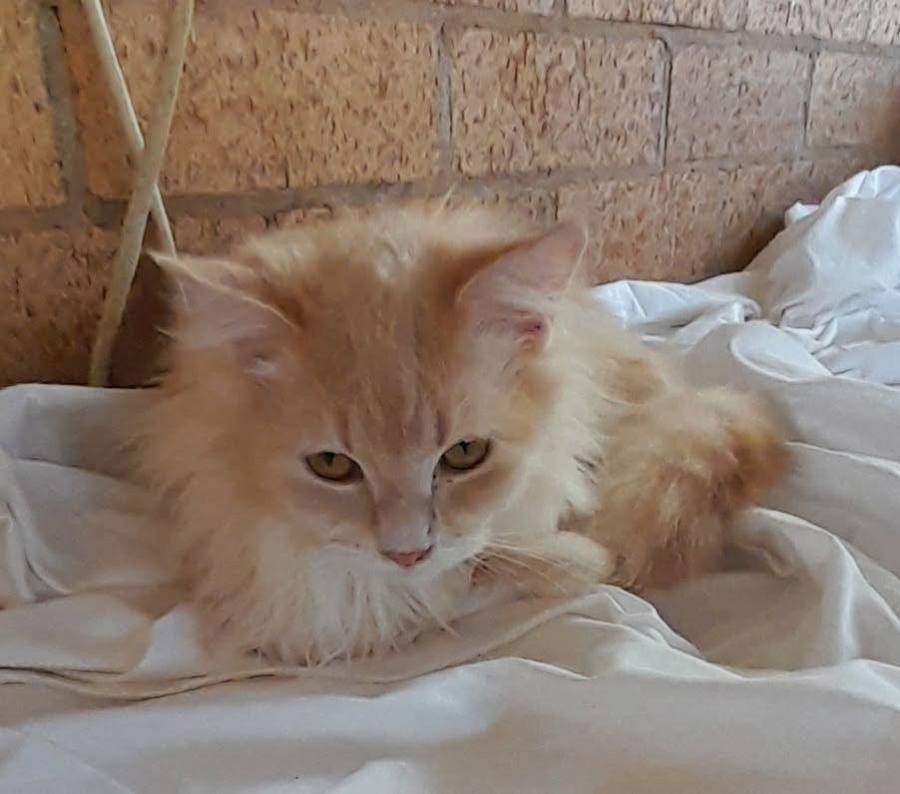 Seville - Male Domestic Long Hair (DLH) Cat in NSW - PetRescue