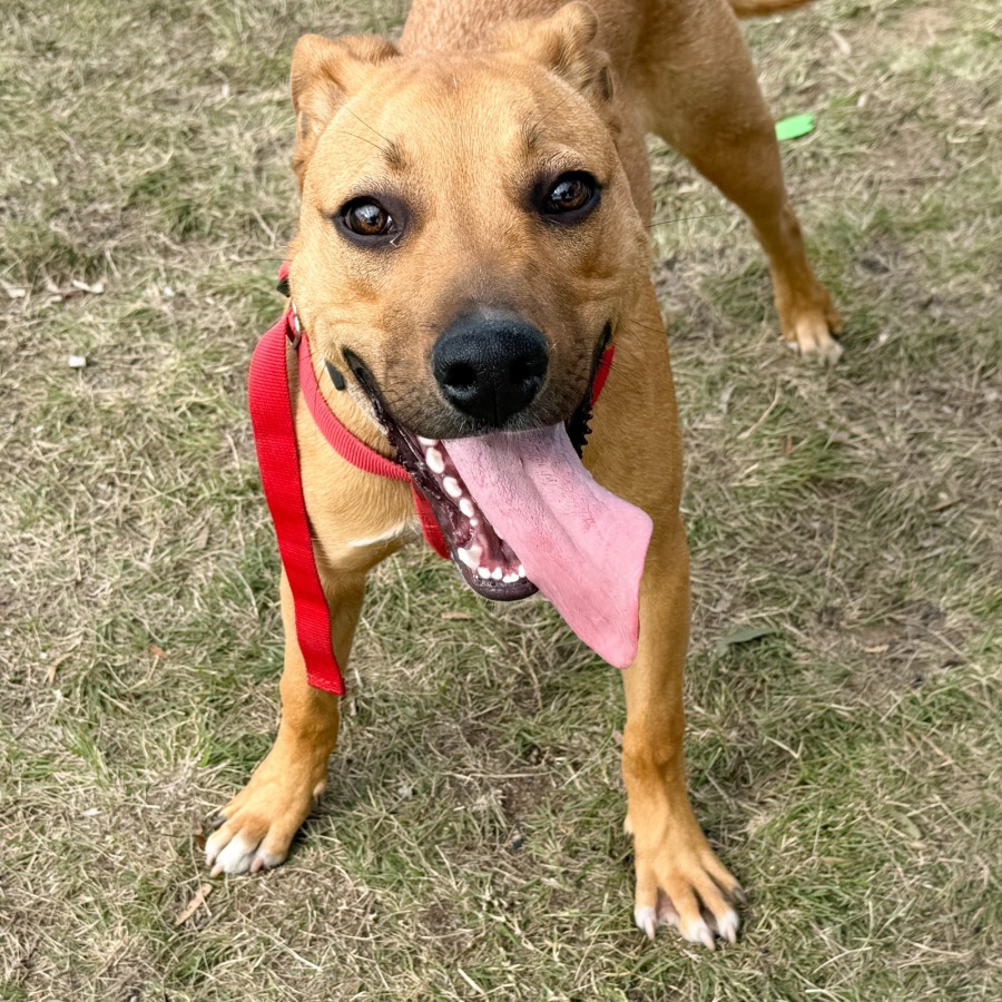 Beckham - Medium Male American Staffordshire Terrier x Rhodesian ...