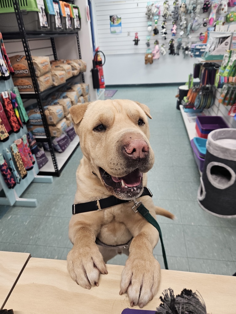 Jupiter - Large Male Large Mixed Breed Mix Dog in WA - PetRescue