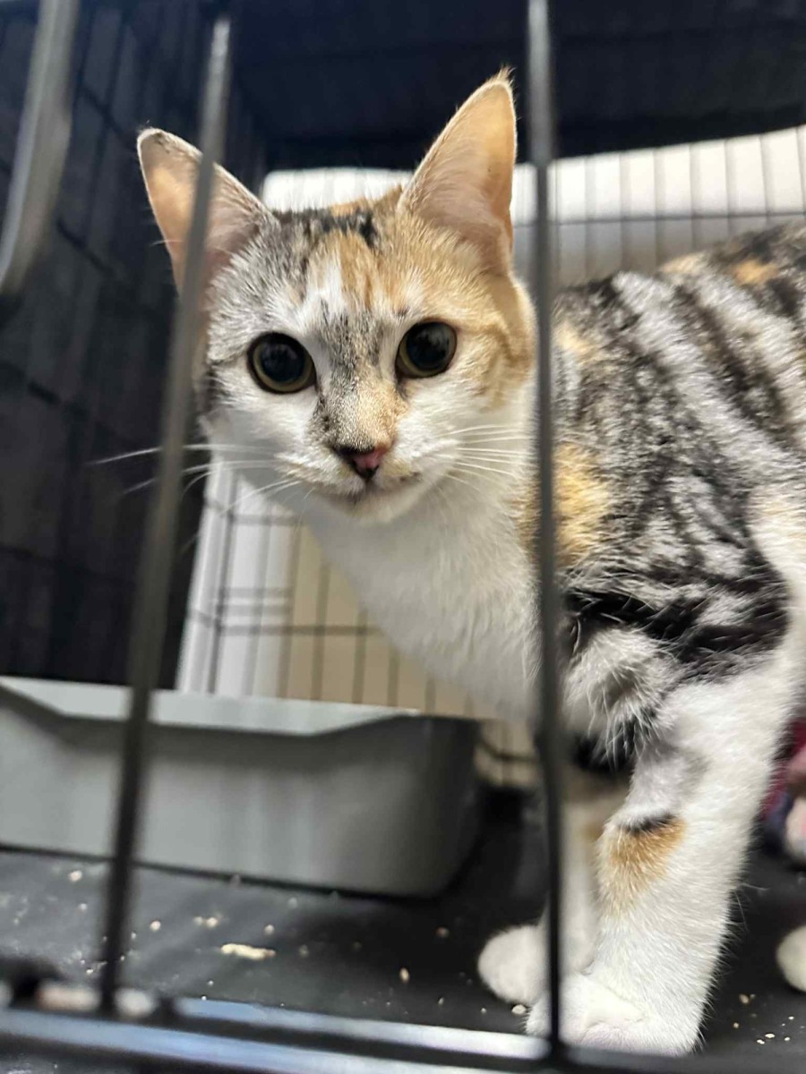 Caramilk - Female Domestic Short Hair (DSH) Cat in VIC - PetRescue