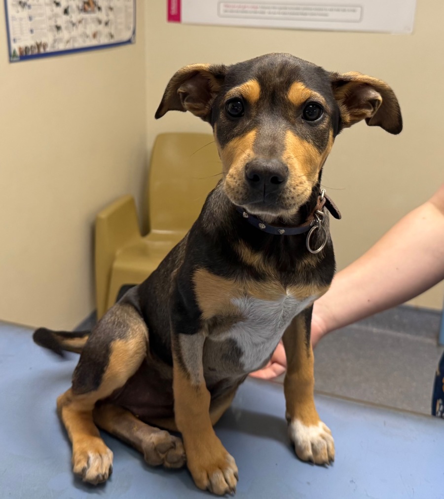 Badger - Medium Female Jack Russell Terrier Mix Dog in SA - PetRescue