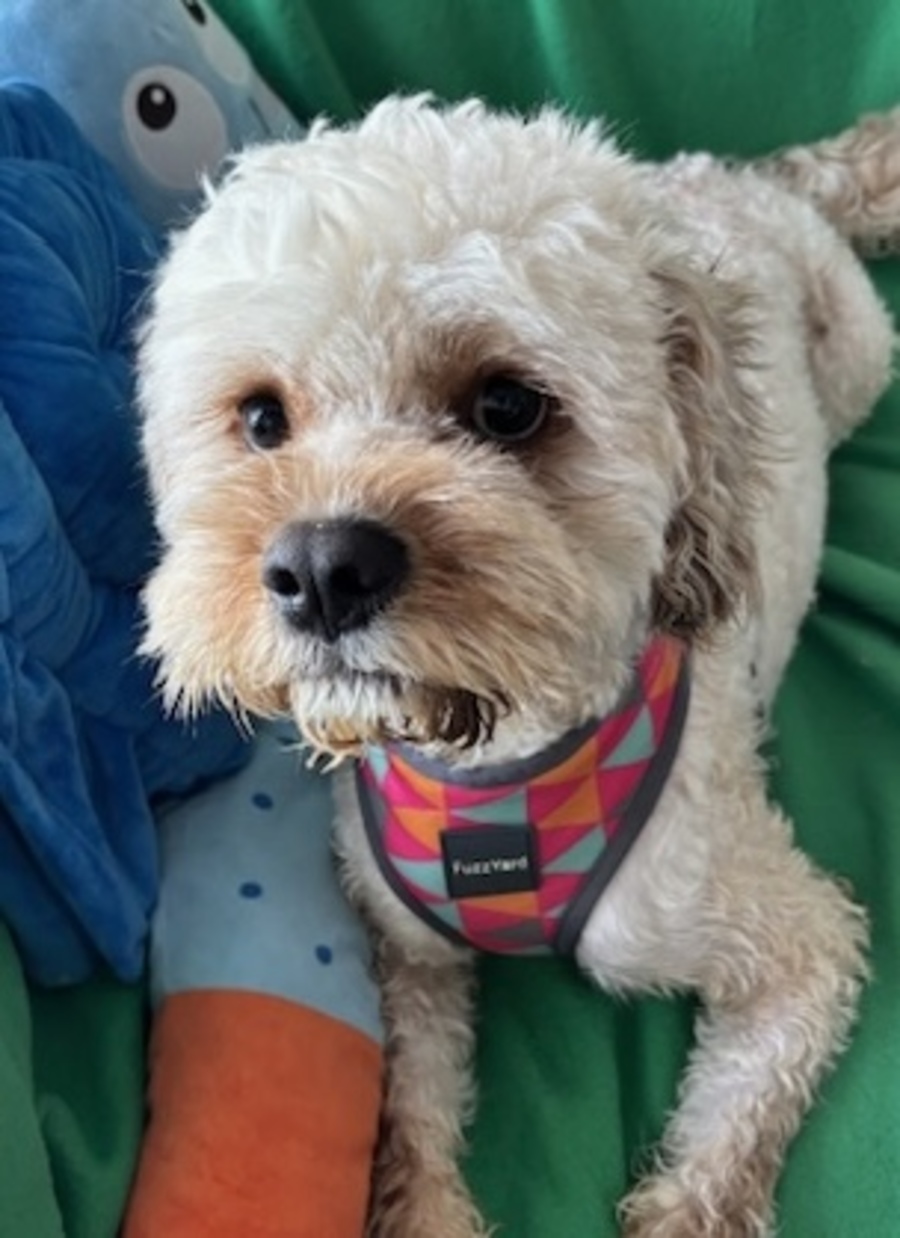 Ziggy - Small Male Cavalier King Charles Spaniel x Poodle Mix Dog in NSW - PetRescue