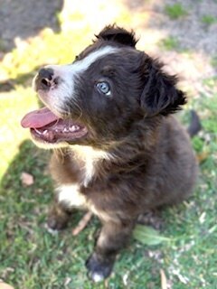 Ted - Medium Male Border Collie Dog in NSW - PetRescue