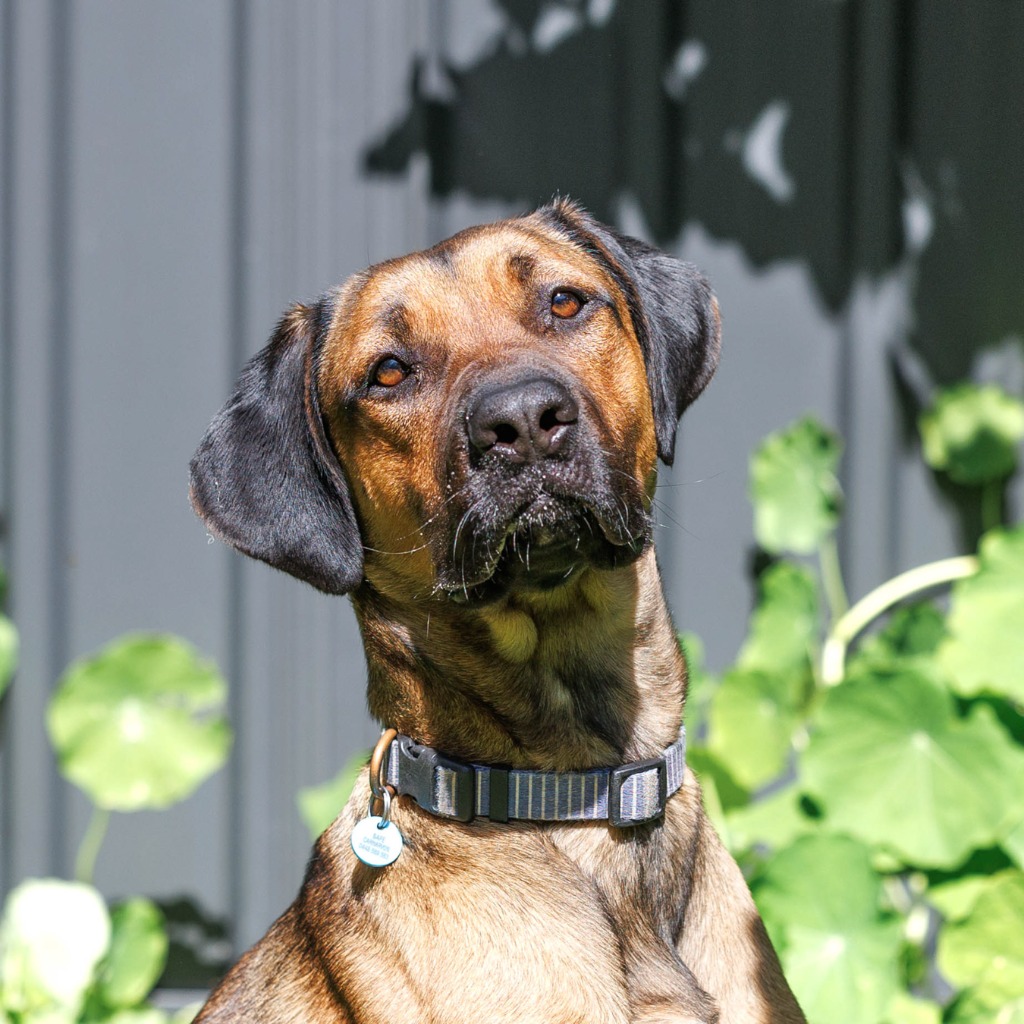 Keesha - Large Female Rhodesian Ridgeback Mix Dog in WA - PetRescue