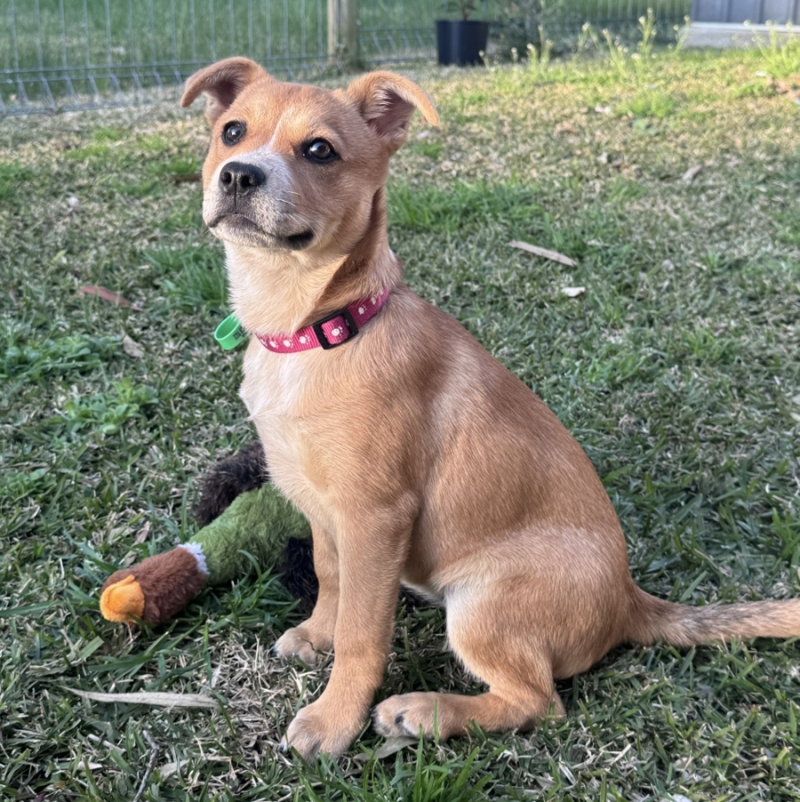 Roxy - Medium Female Australian Cattle Dog Mix Dog in NSW - PetRescue