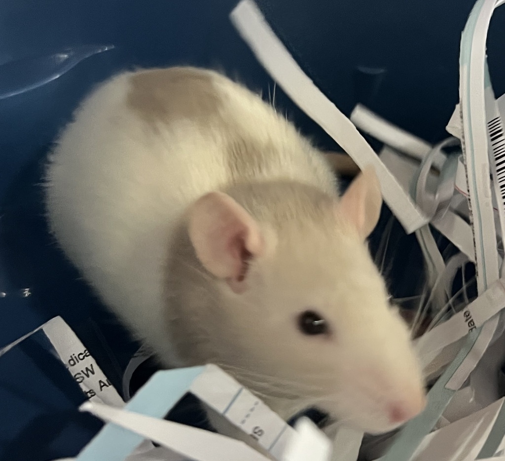 Coco - Female Rat Mix Rat in QLD - PetRescue