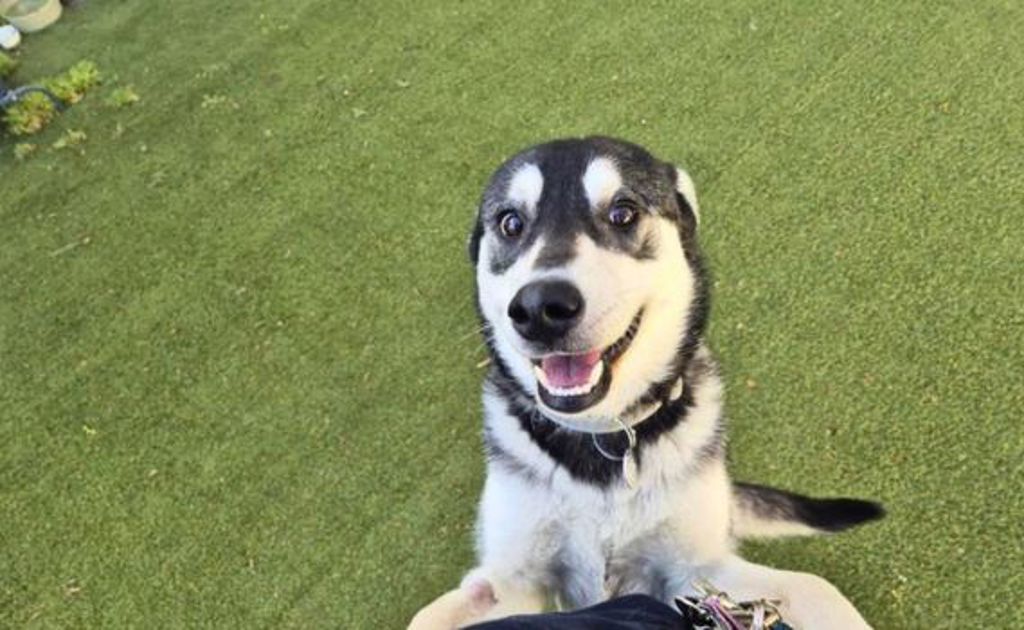 Eli - Medium Male German Shepherd x Japanese Spitz Mix Dog in VIC ...
