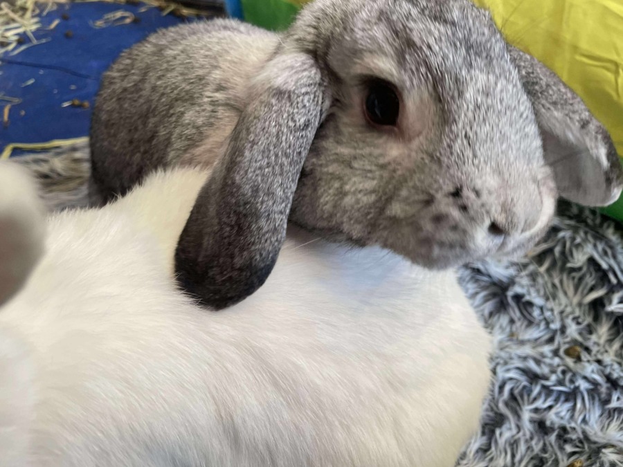 Marshmallow & Stormy - Female Mini Lop Mix Rabbit in VIC - PetRescue