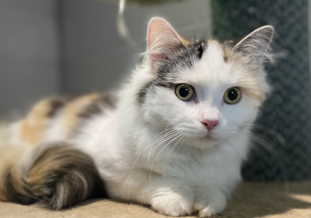 Pebbles - Female Domestic Medium Hair Mix Cat in QLD - PetRescue