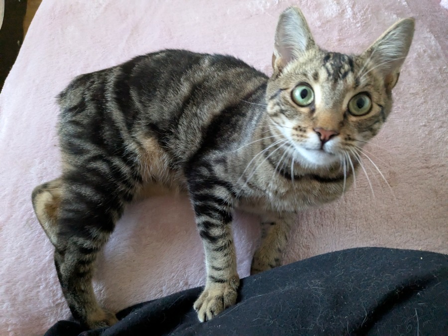 Spark - Male Manx Cat in NSW - PetRescue