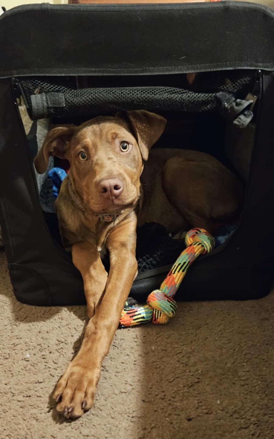 Mac - Large Male Mixed breed Mix Dog in NSW - PetRescue