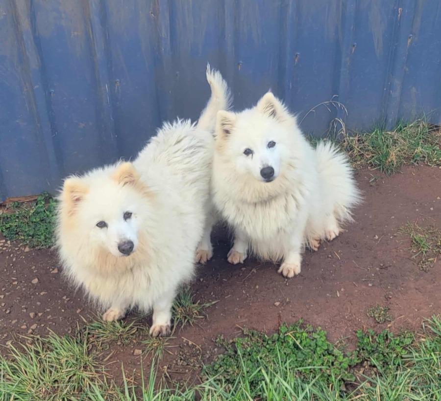 Bliss & Crystal - Small Female Japanese Spitz Dog in NSW - PetRescue