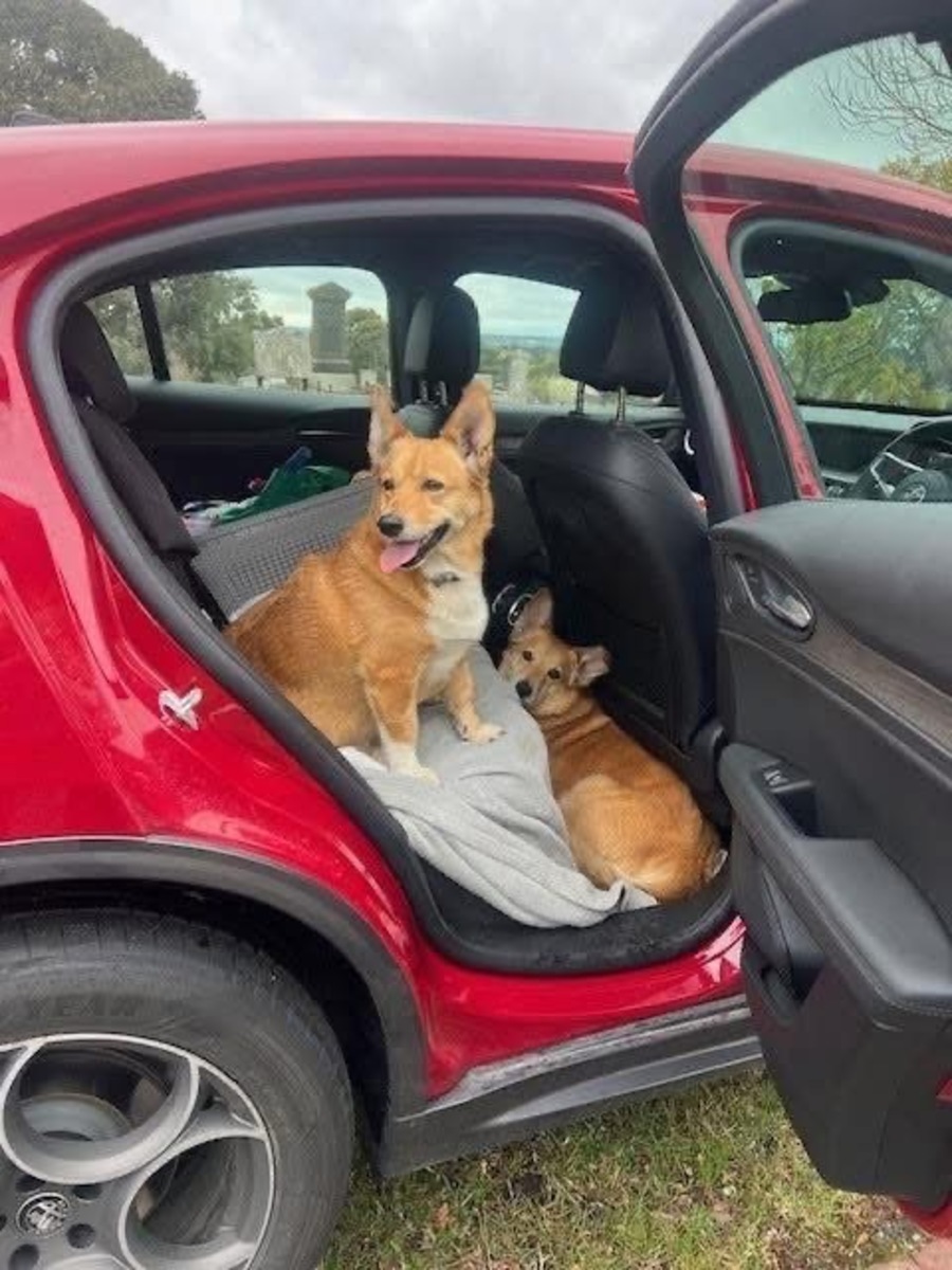 Gomez - Small Male Welsh Corgi (Cardigan) x Australian Kelpie Mix Dog ...