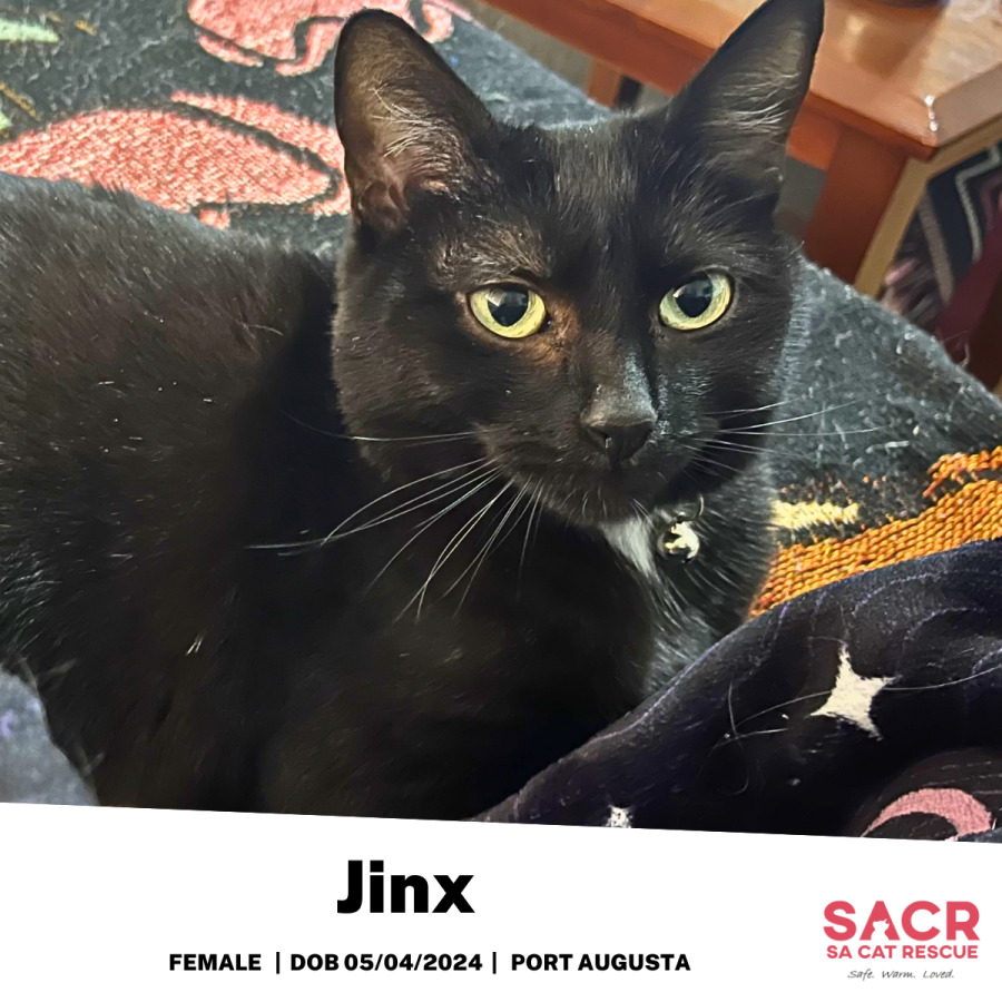 SA Cat Rescue Inc - PetRescue