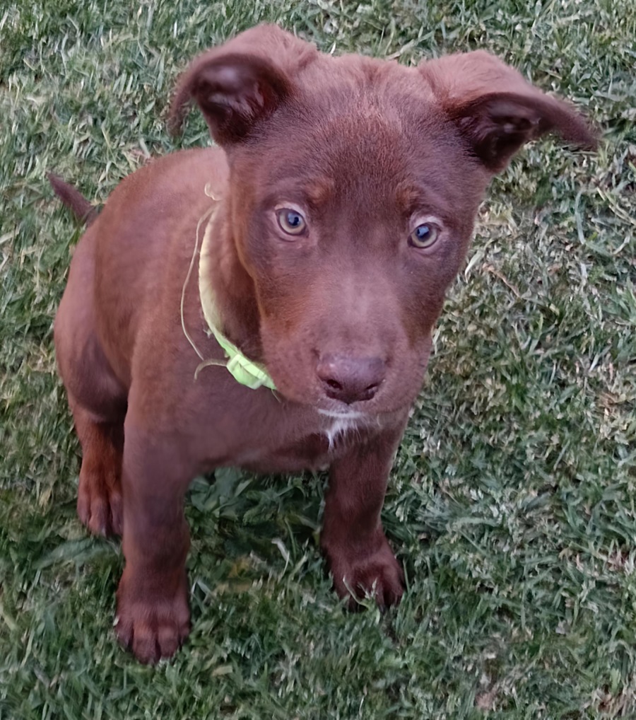 Miertjie - Medium Male Australian Kelpie Mix Dog in VIC - PetRescue