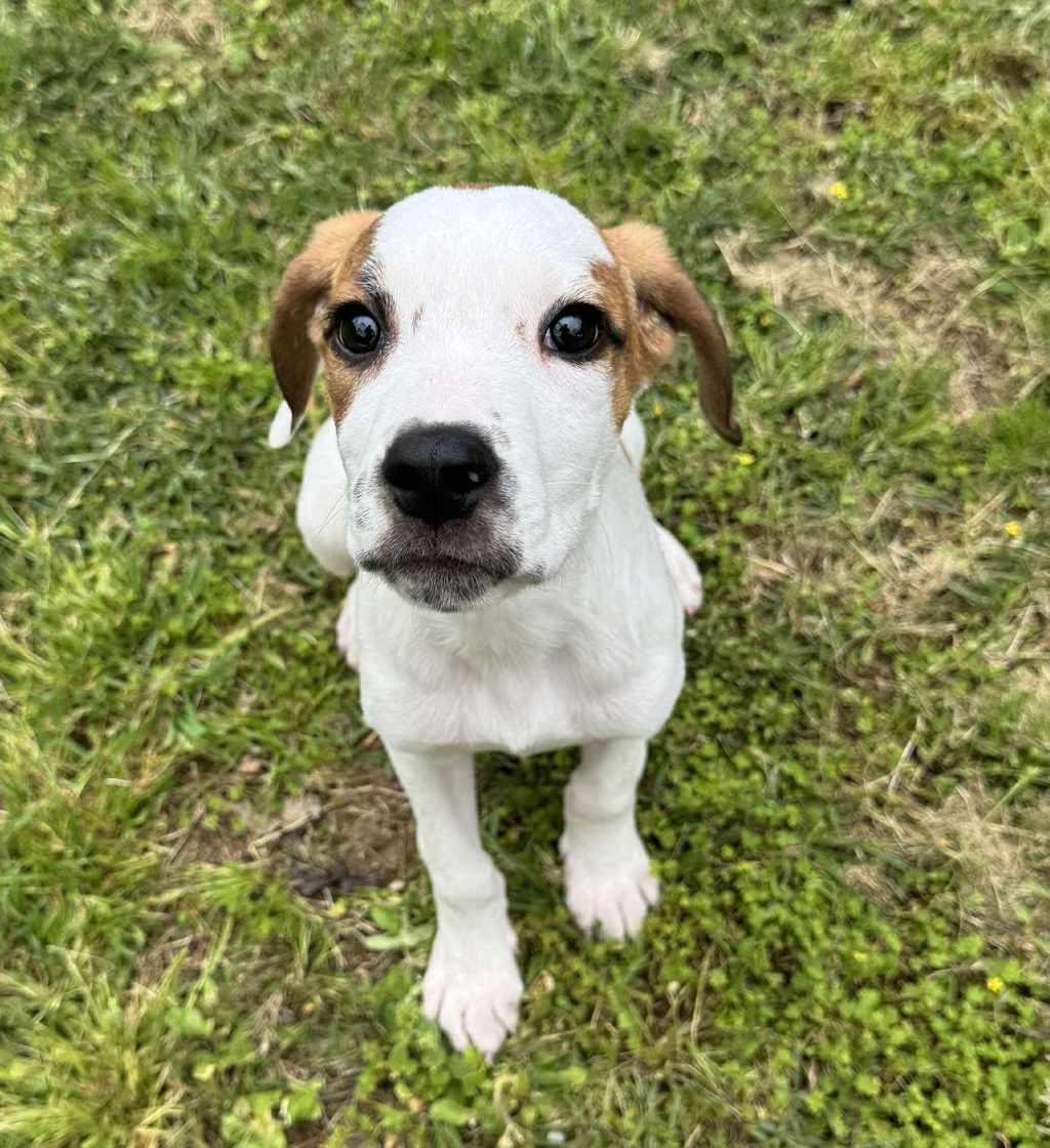 Bolt - Medium Male Beagle x Irish Wolfhound Mix Dog in NSW - PetRescue
