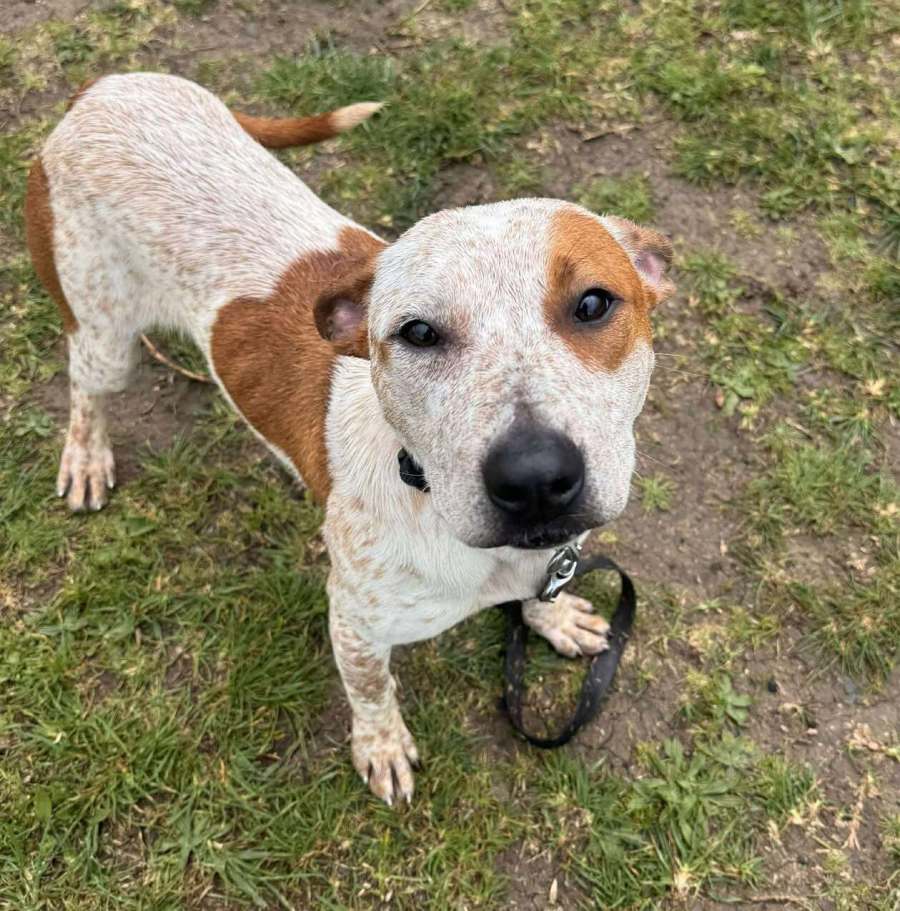 Blossom (66976) - Medium Female Staffordshire Bull Terrier x Australian Cattle Dog Mix Dog in ...