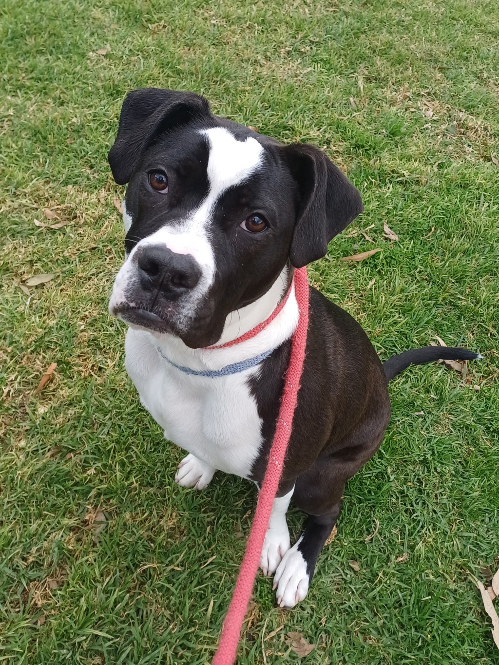 Apollo - Small Male American Staffordshire Terrier Mix Dog in VIC ...