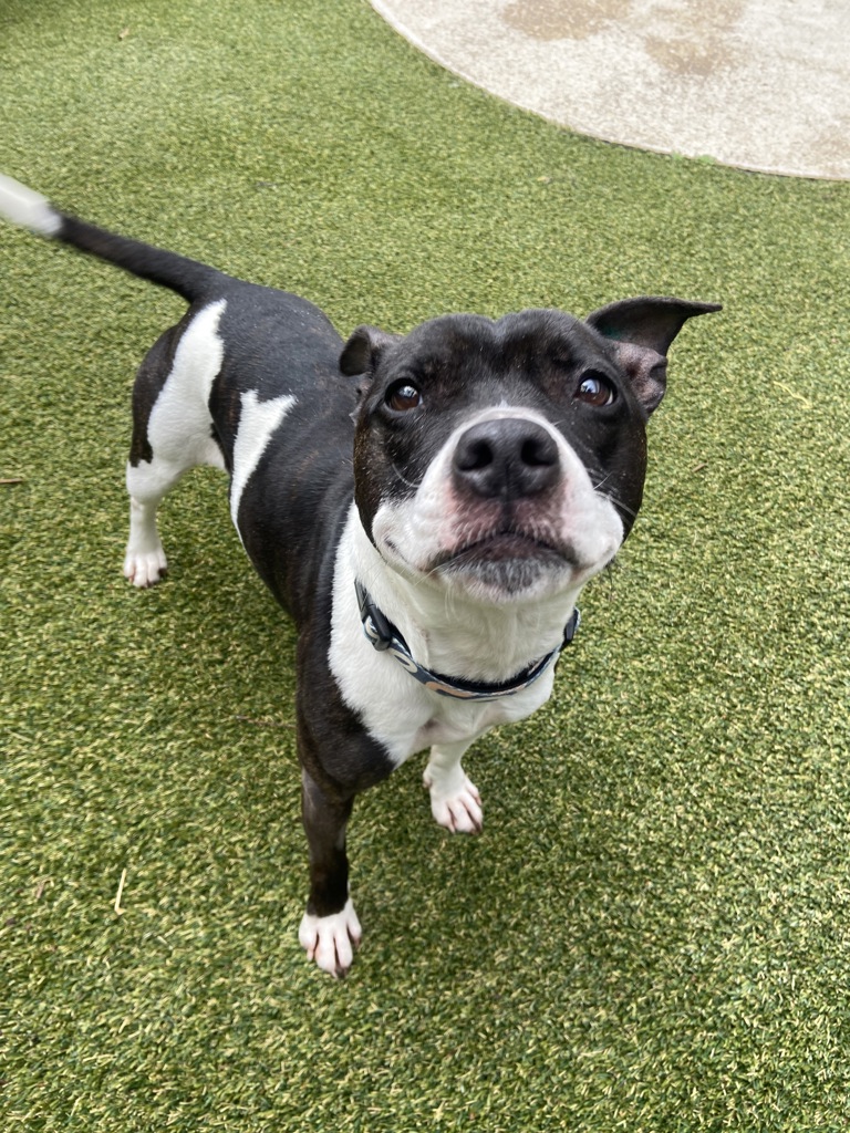 Shadow - Medium Female American Staffordshire Terrier Dog in VIC ...