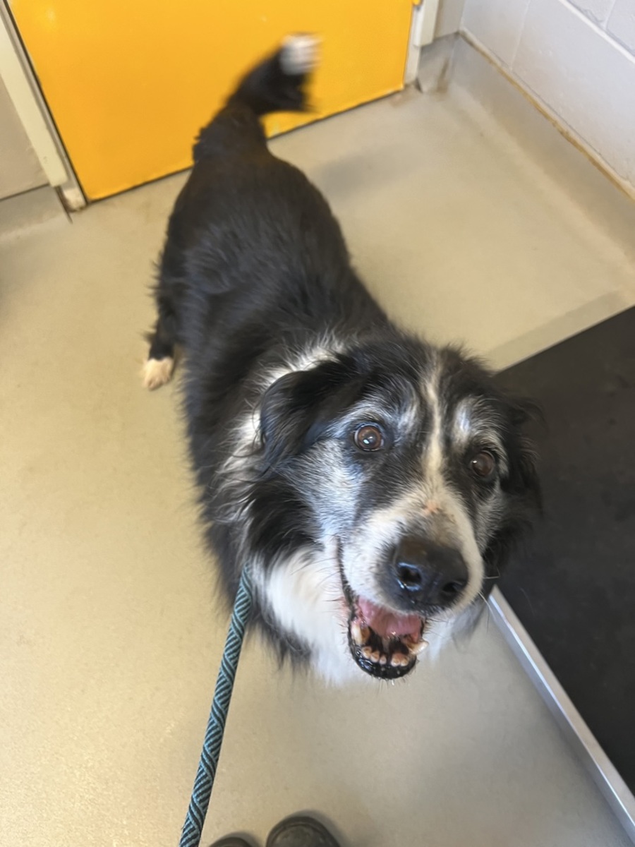 Bella - Medium Female Border Collie Dog in VIC - PetRescue