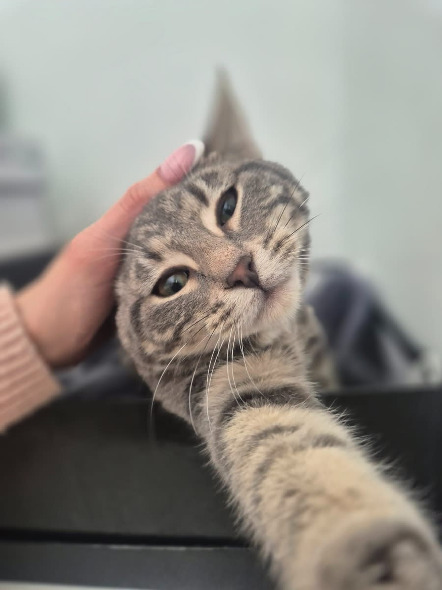 Did you know: cats only meow at humans? - PetRescue