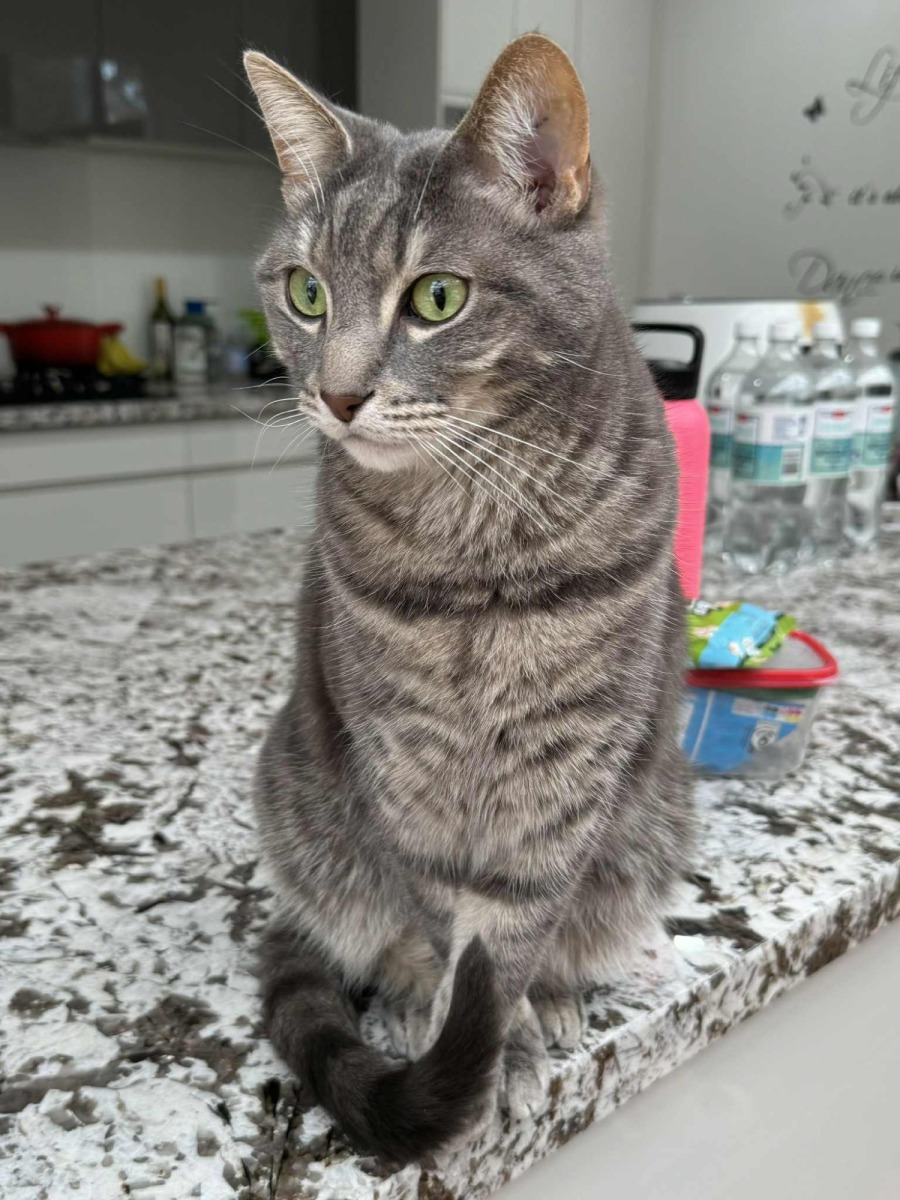 Auggie - Male Domestic Short Hair (DSH) Cat in VIC - PetRescue