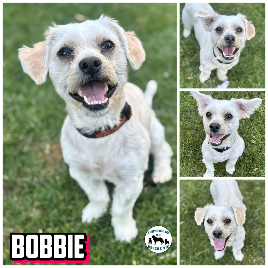 Bobbie - Small Male Maltese Mix Dog in VIC - PetRescue