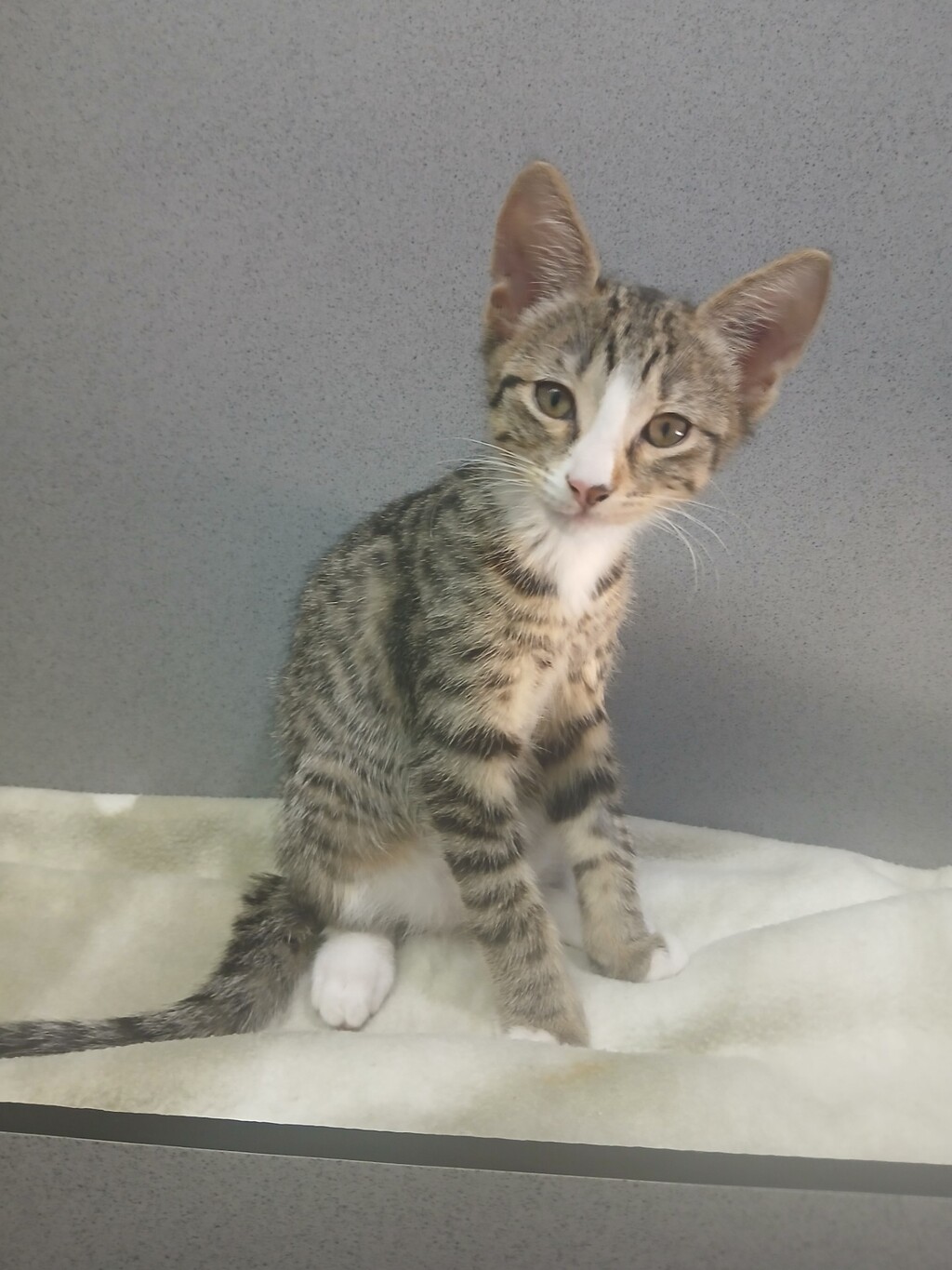 RSPCA Mackay - PetRescue