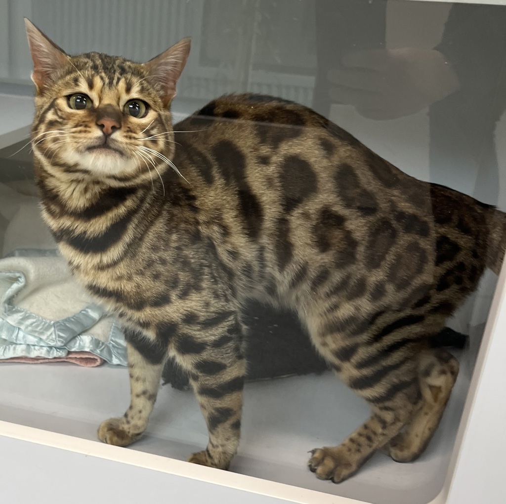 Neville - Male Bengal Cat in VIC - PetRescue