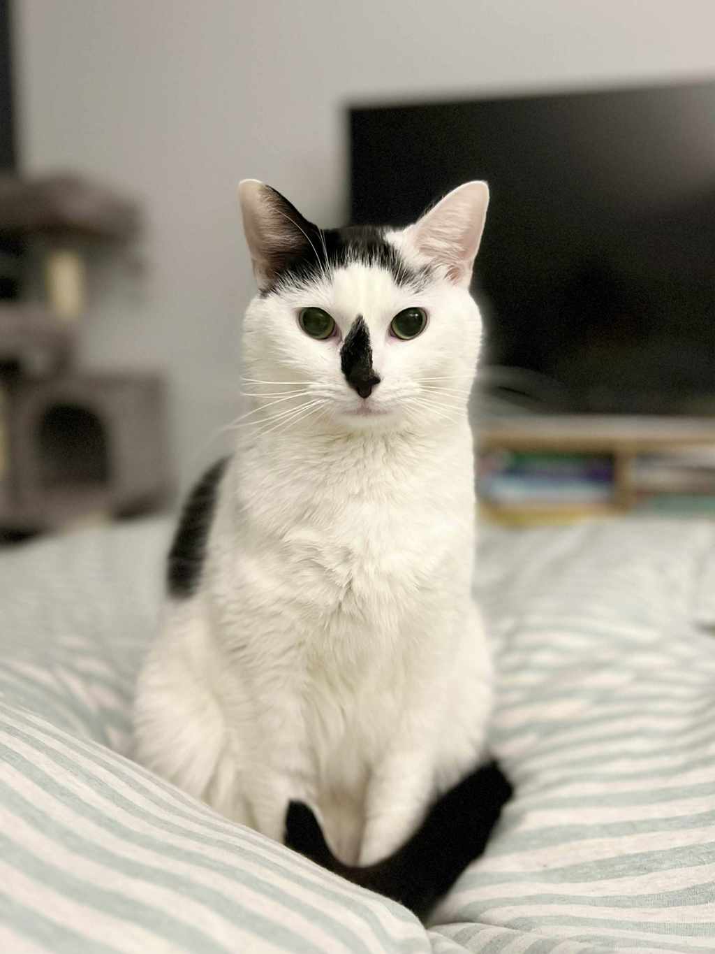 Moo Moo - Male Domestic Short Hair Mix Cat in VIC - PetRescue