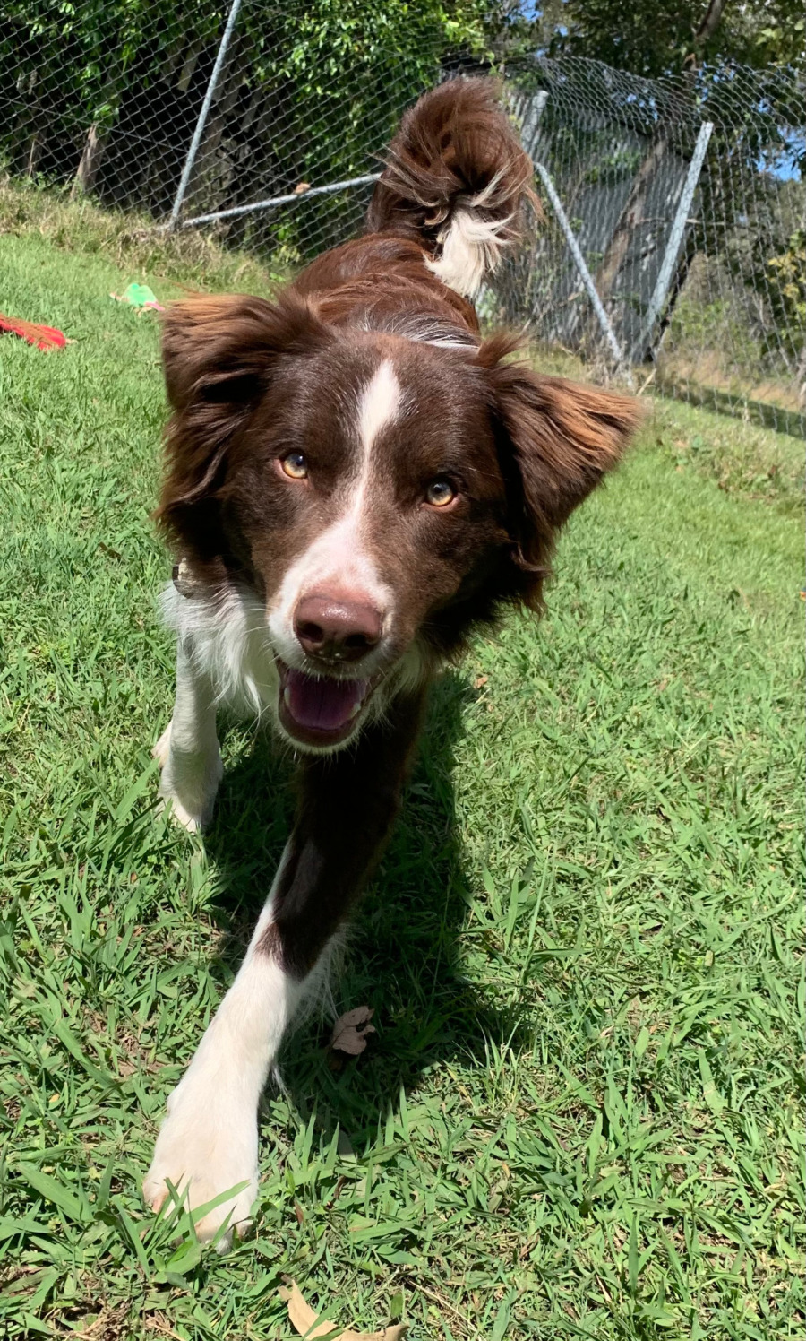 Tinga - Medium Male Border Collie Dog in NSW - PetRescue