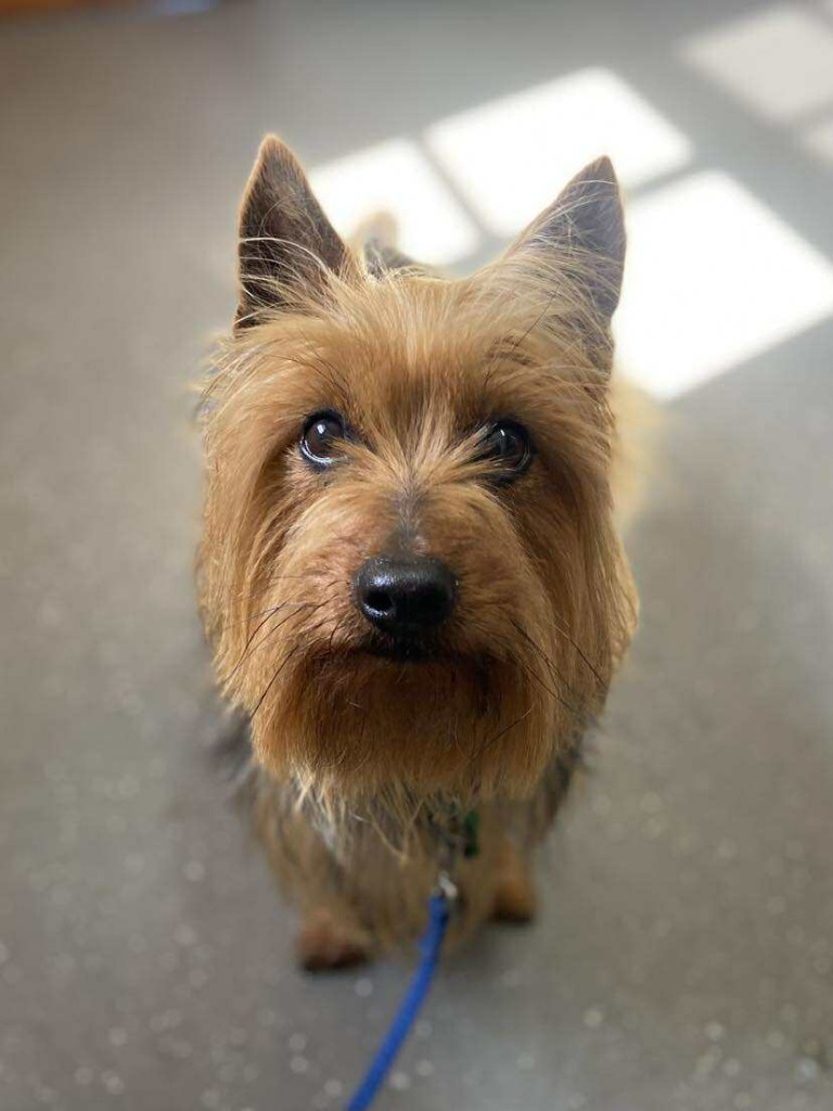 Occy - Small Male Mixed breed Dog in WA - PetRescue