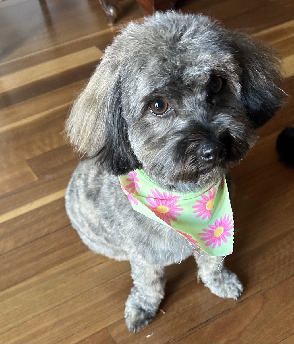 Tillie - Small Female Shih Tzu x Poodle Miniature Mix Dog in QLD ...