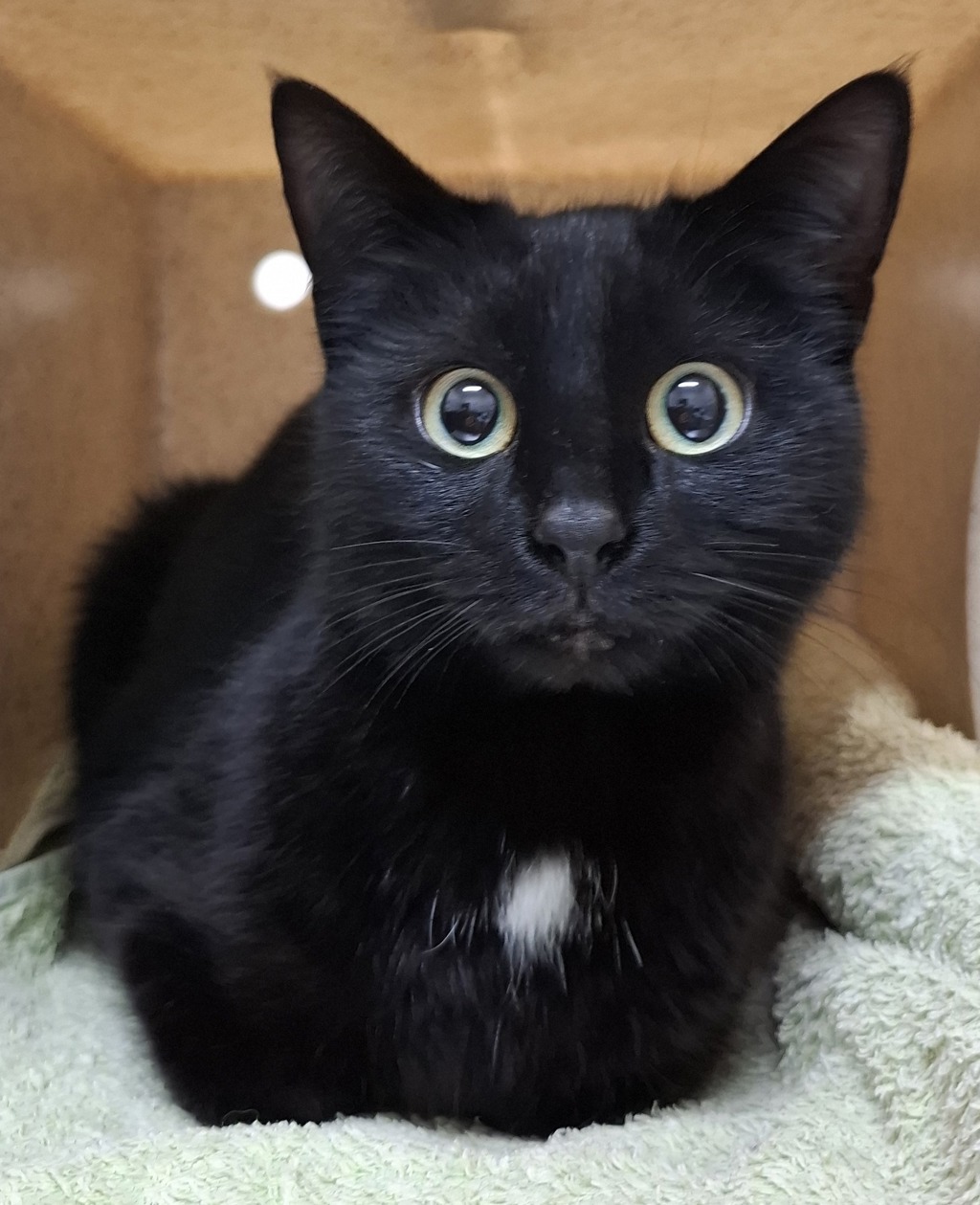 Kit Kat - Female Domestic Short Hair Cat in VIC - PetRescue