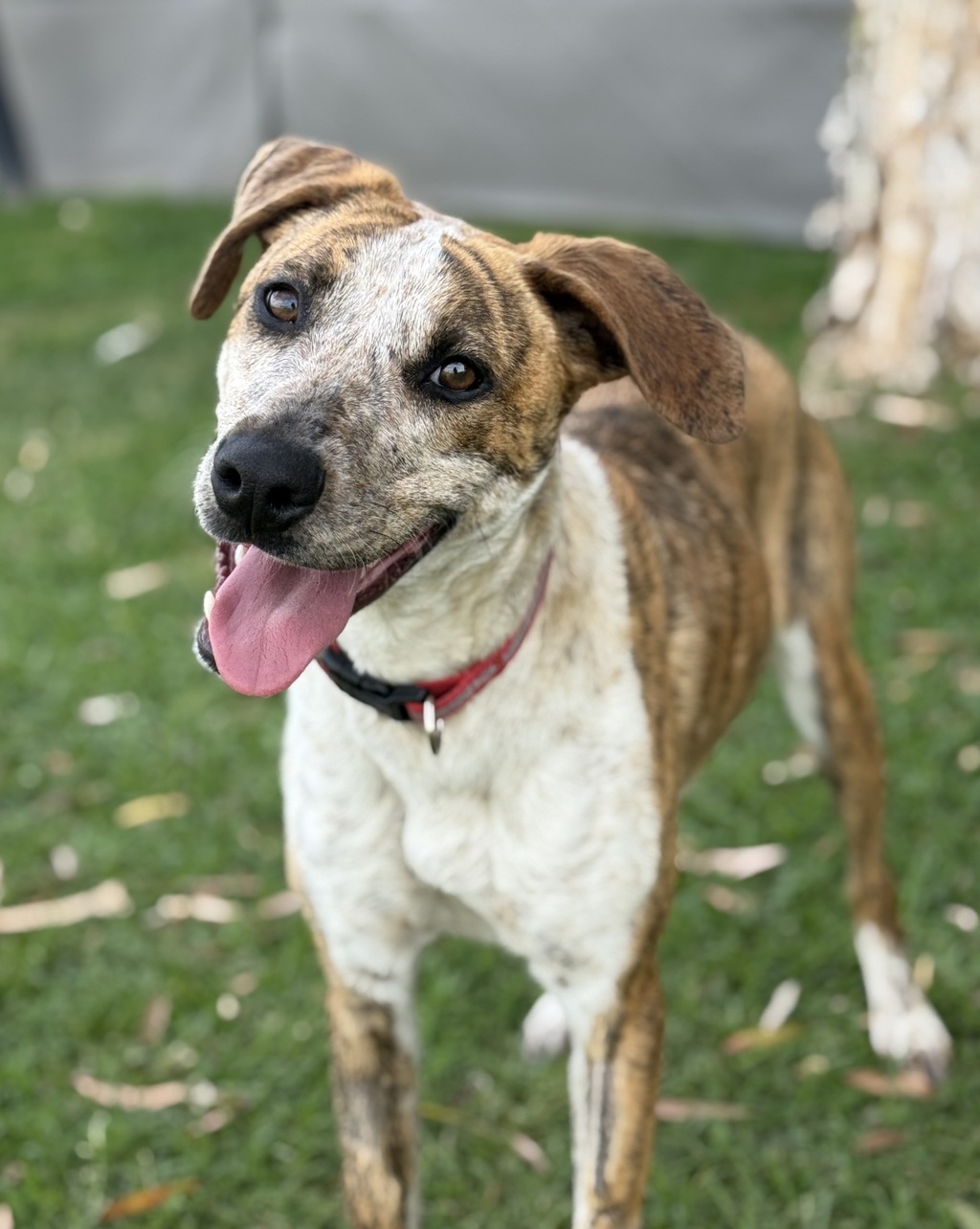 Bindi - Medium Female Australian Cattle Dog x Bull Arab Mix Dog in QLD ...