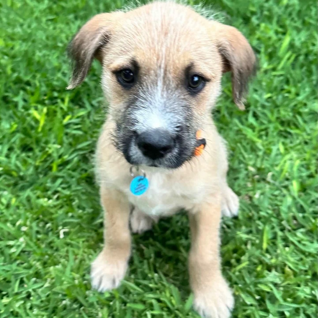 Connery - Medium Male Mixed breed Dog in WA - PetRescue