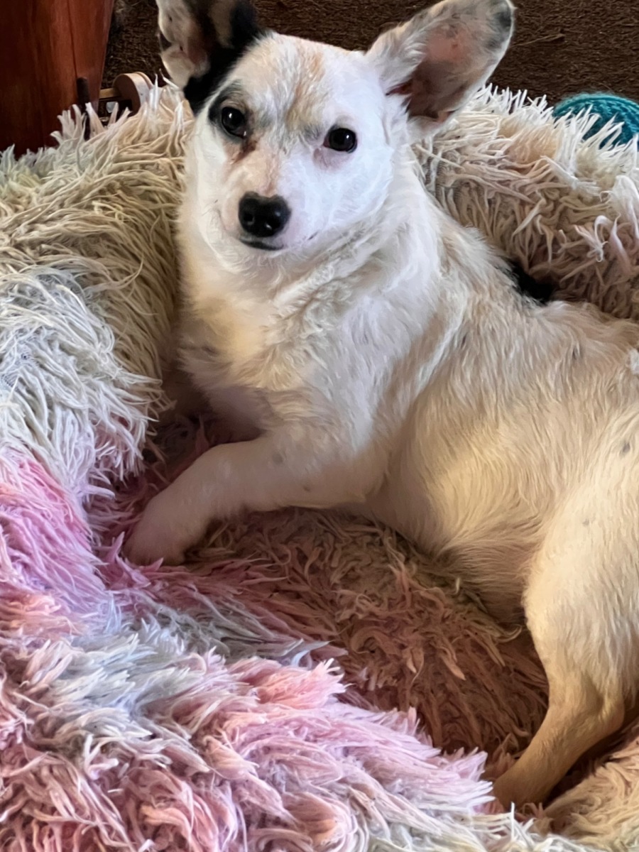 Frankie - Small Male Fox Terrier x Poodle (Miniature) Mix Dog in NSW ...