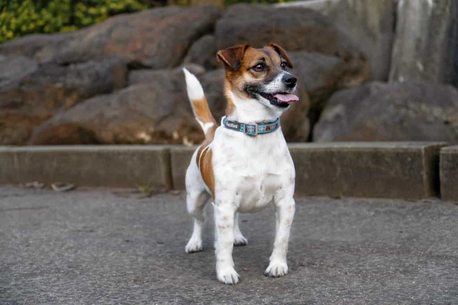 Rhoryn - Small Female Fox Terrier Mix Dog in VIC - PetRescue