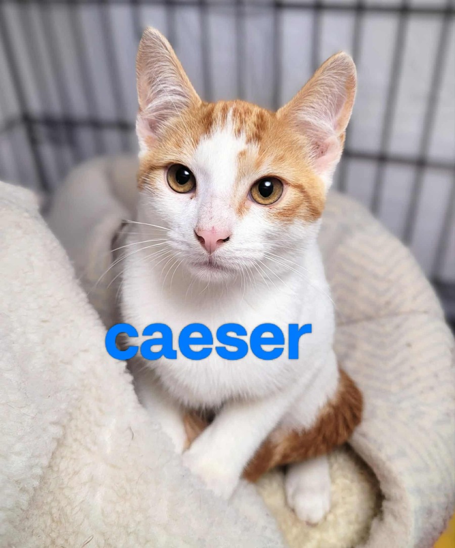 Caesar ️ - Male Domestic Short Hair (DSH) Cat in QLD - PetRescue