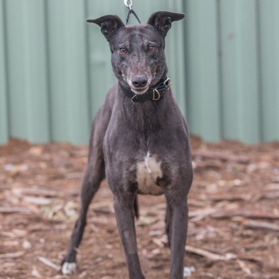 Mia - Large Female Greyhound Dog in VIC - PetRescue