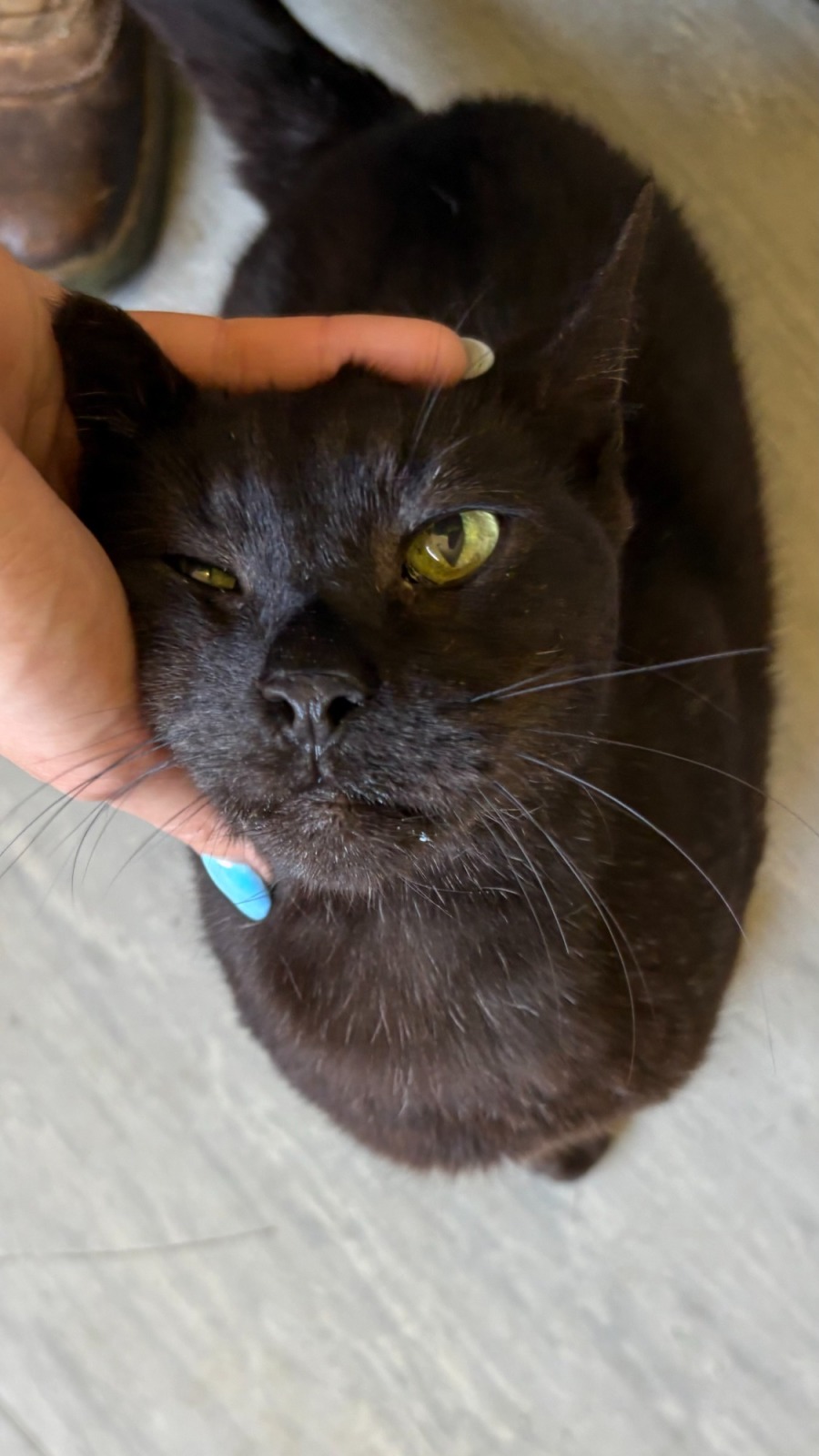 El Gato - Male Domestic Short Hair (DSH) Cat in NSW - PetRescue