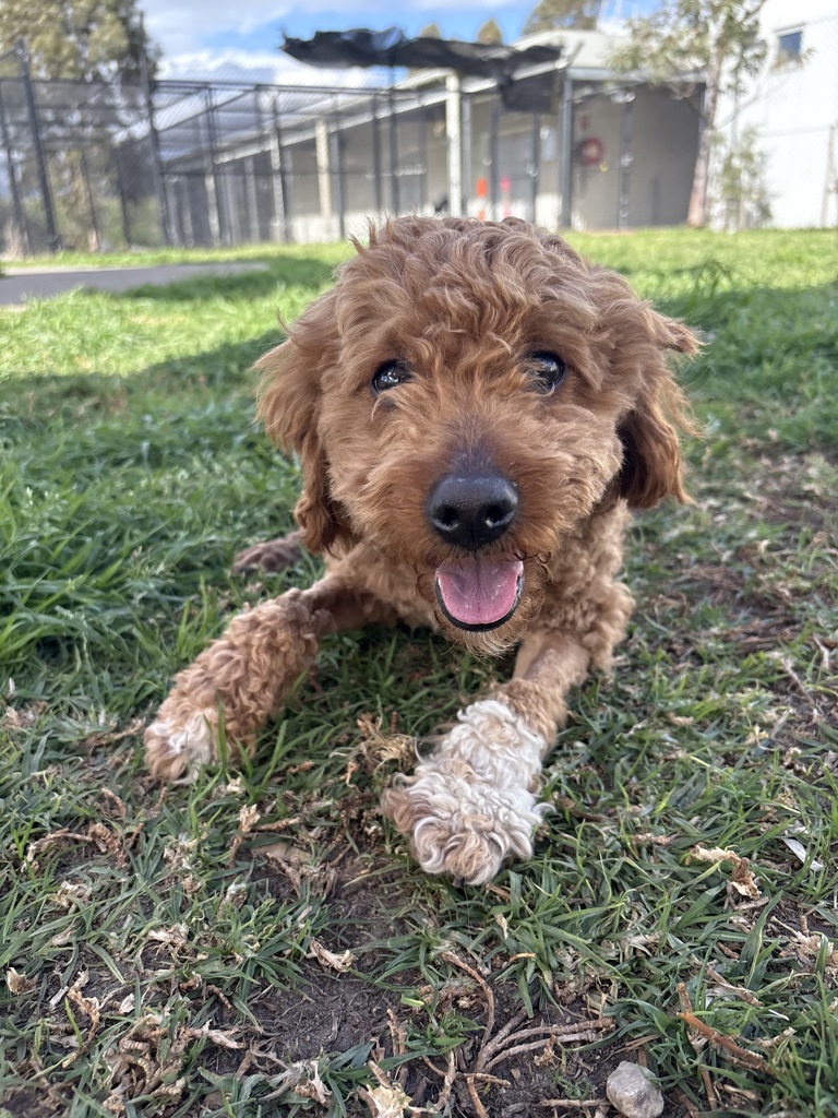 Bentley - Small Male Cavoodle Mix Dog in VIC - PetRescue