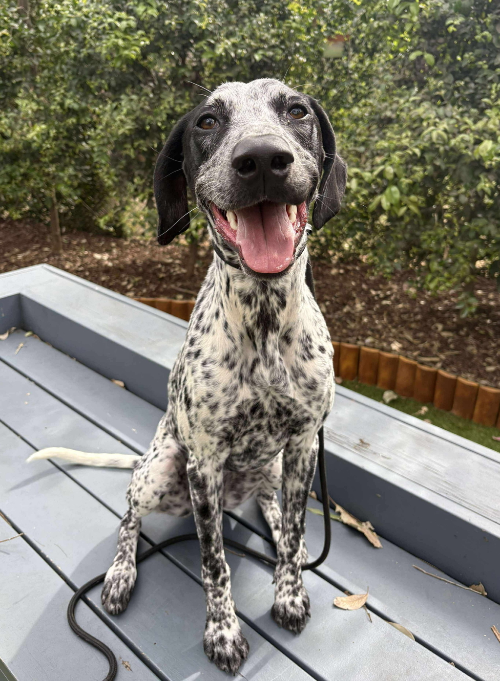 Lainey - Medium Female German Shorthaired Pointer Mix Dog in NSW ...